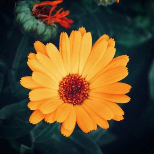 Exclusive Flower Photoshoot Ideas [You Must Know]